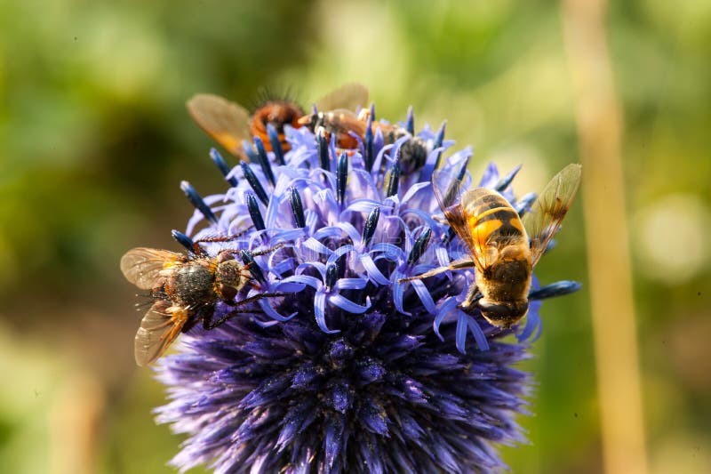 Bee stock image. Image of nectar, expression, spring - 44495387