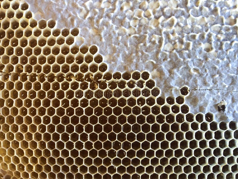 Bee honey comb. stock photo. Image of hexagon, apiary - 149310406