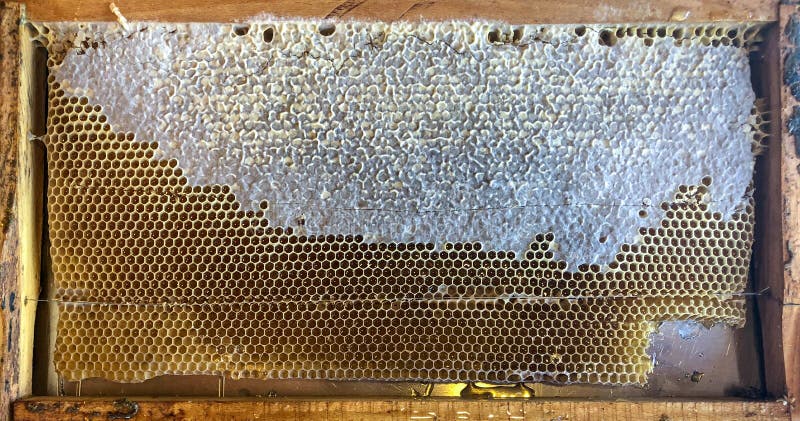 Bee honey comb. stock photo. Image of medicine, beekeeper - 153048178