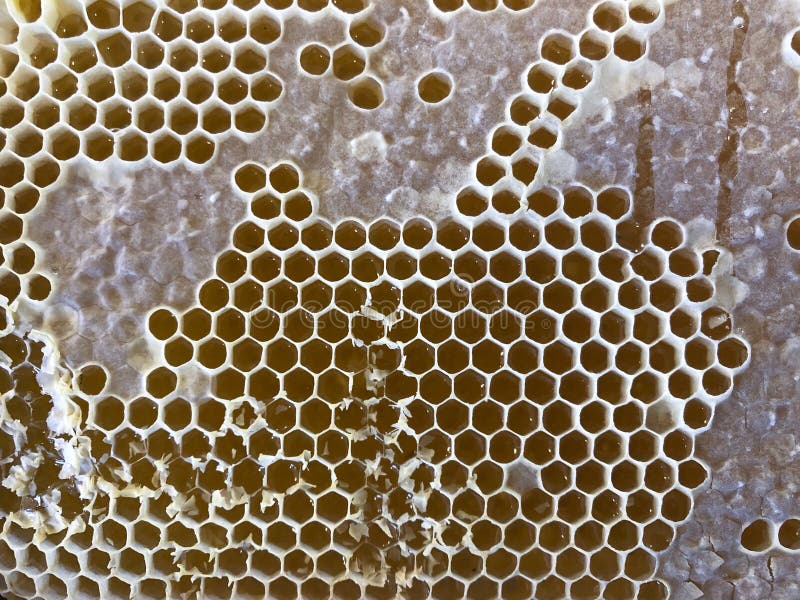 Bee honey comb. stock image. Image of broken, construction - 148379639