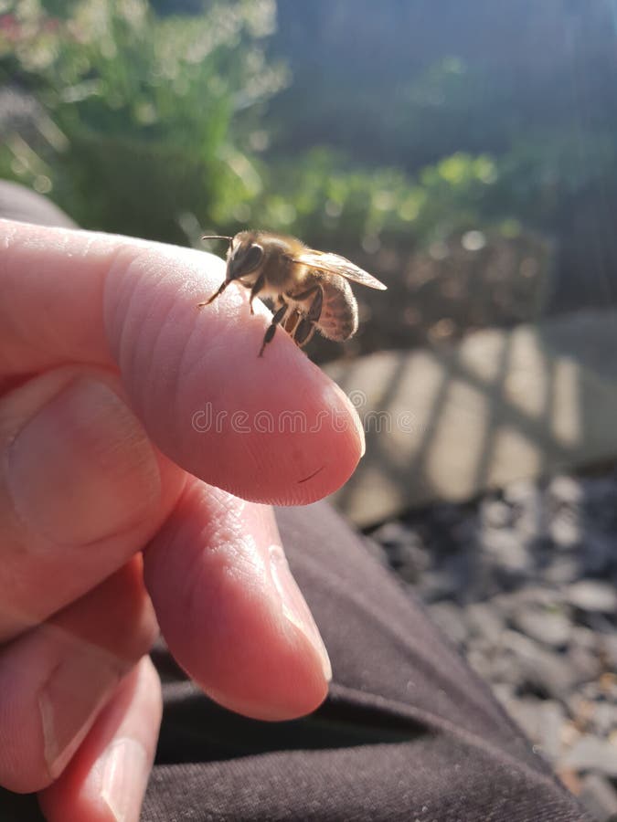 Bee001 stock image. Image of honeybees, workerbee, insect - 115453151