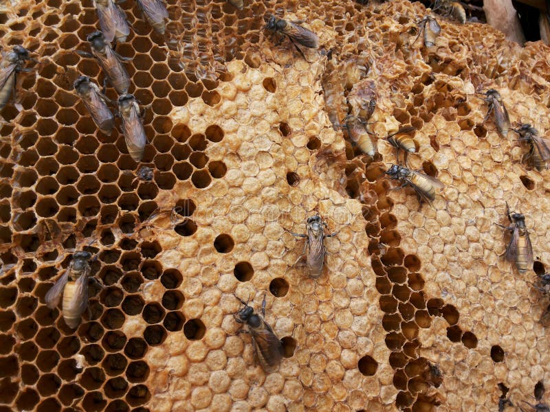 Bee and honey at forest. stock photo. Image of texture - 42615840