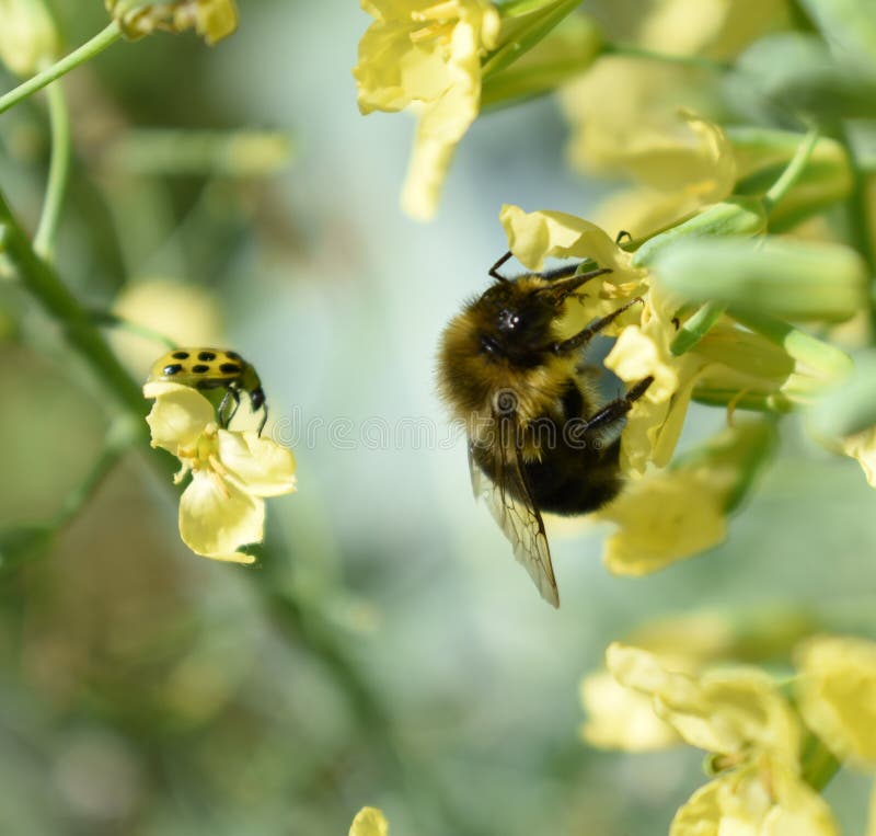 Bee, Honey Bee, Insect, Bumblebee Picture. Image: 112120544