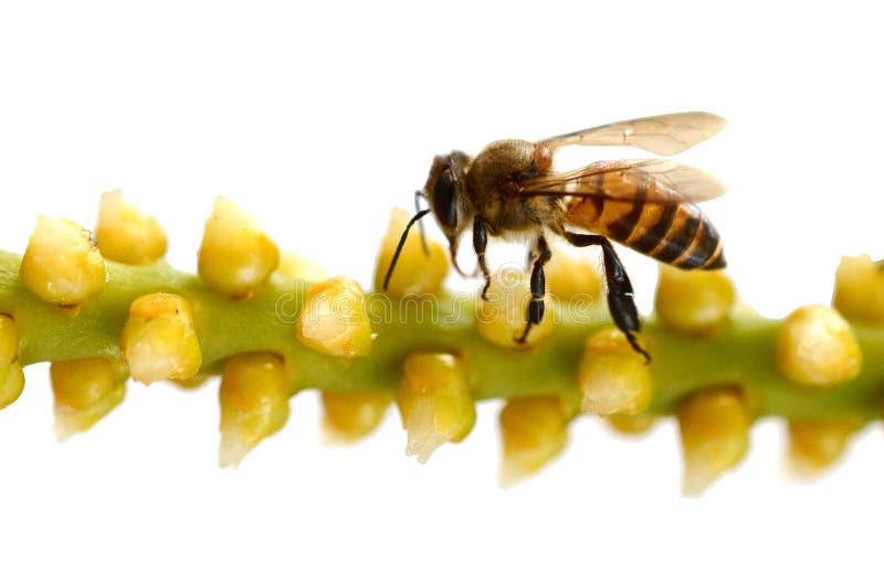 Native Honey Bee. Single, Fluffy. Stock Photo - Image of yellow, native ...