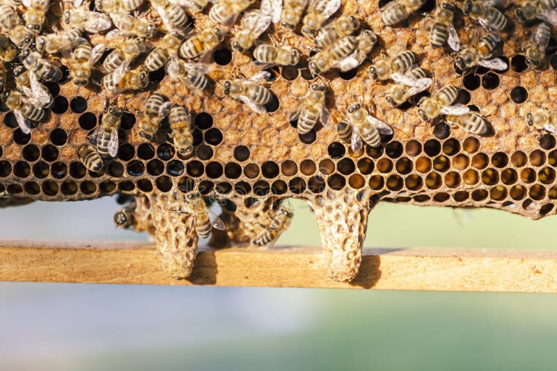 Bee in honeycomb stock photo. Image of beeswax, animals - 117452416