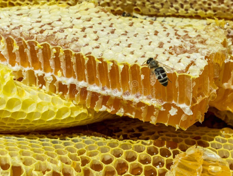 Bee on honeycomb stock photo. Image of fresh, natural - 269743192
