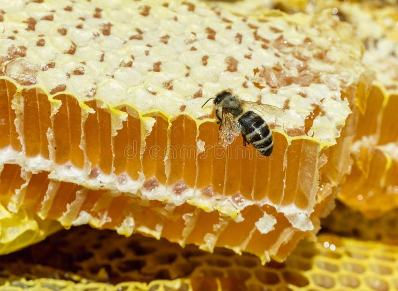 Bee on honeycomb stock photo. Image of honeyed, macro - 269743194