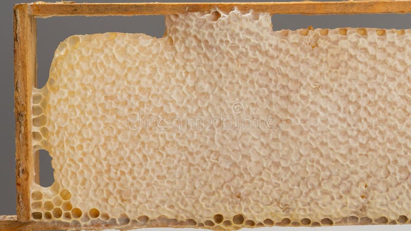 Bee Honeycomb with Honey in a Wooden Frame. Stock Photo - Image of ...