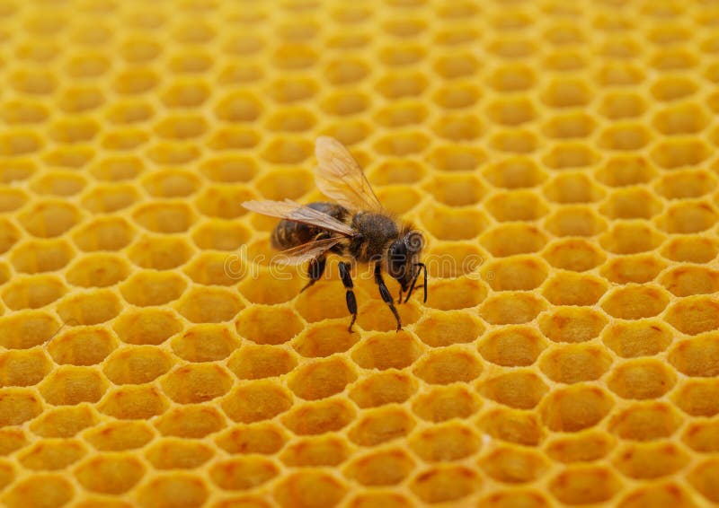 Bee on honeycomb stock image. Image of isolated, apiary - 164526333