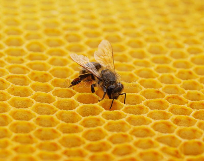 Bee on honeycomb stock image. Image of medicine, single - 271770525