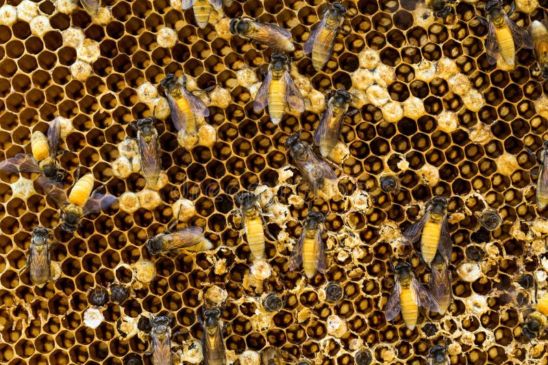 Bee and honeycomb pattern. stock photo. Image of beeswax - 284024354