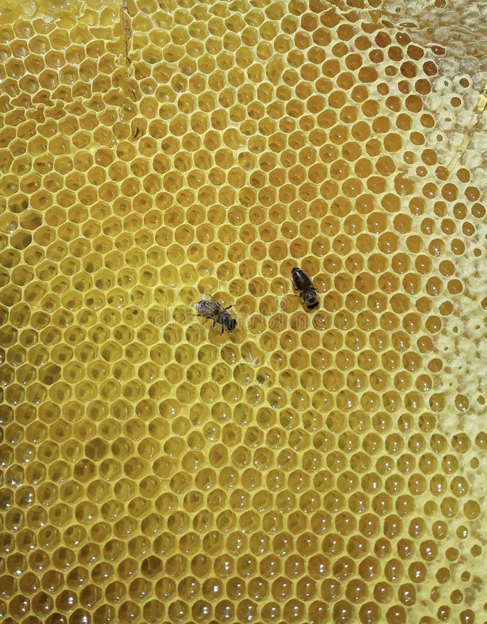 Beehive texture stock photo. Image of summer, wild, comb - 43569972
