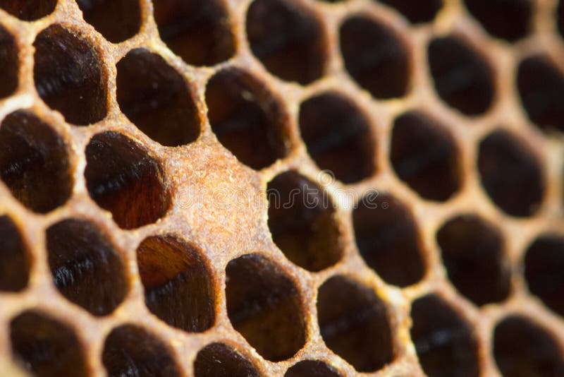 Bee Honeycombs Close-up. Bee Larva in the Hive Stock Image - Image of ...
