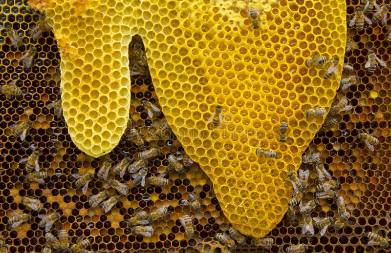 Bee Honeycombs Directional Shape Stock Image - Image of movement ...