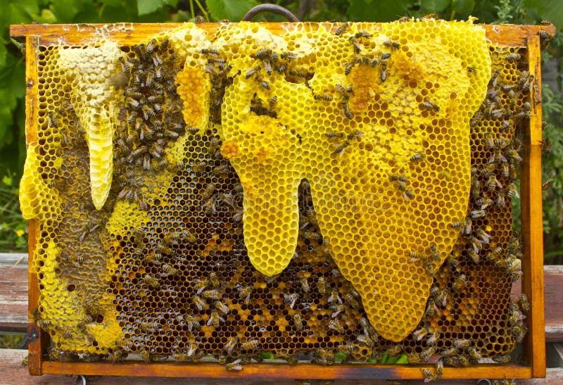 Bee Honeycombs Directional Shape Stock Photo - Image of nectar, yellow ...