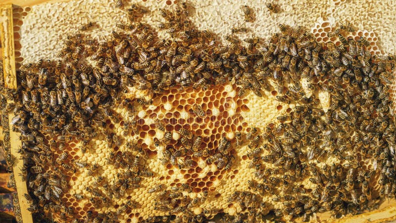 Bee Honeycombs with Honey and Bees. Apiculture. Loop Animation. Stock ...