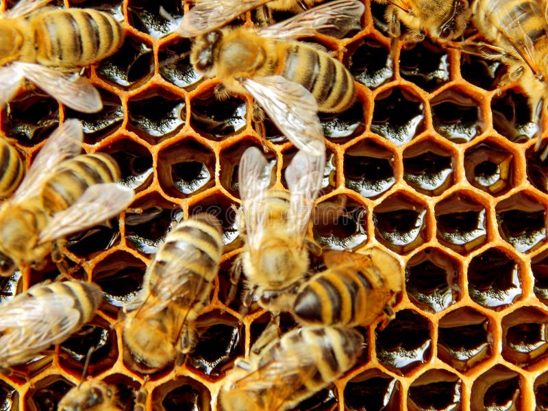 Bee on Honeycombs with Nectar of Copper Slices into Cells in the Hive ...