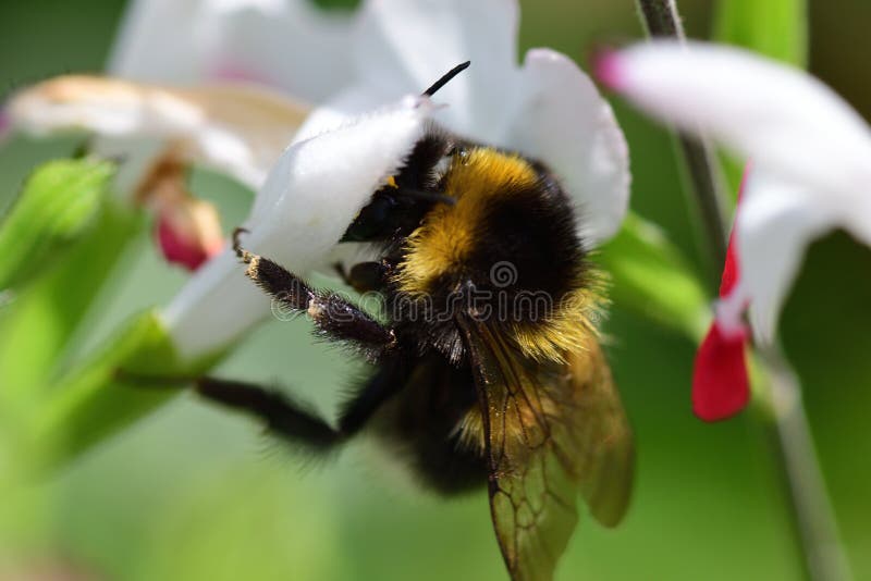 Bee on a Hot Lips Salvia Flower Stock Image - Image of shot, lips ...