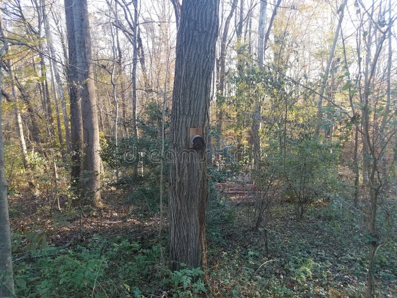 Bee House with Holes on Tree in the Forest Stock Image - Image of ...