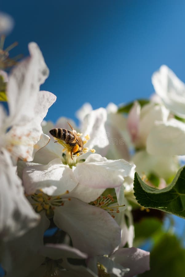 Bee Hovering Over the Flower Stock Image - Image of hairs, green: 240550337