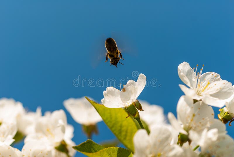 Bee Hovering Over the Flower Stock Photo - Image of flight, plant ...
