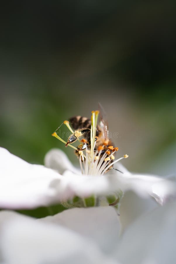 Bee Hovering Over the Flower Stock Image - Image of gathering, blossom ...