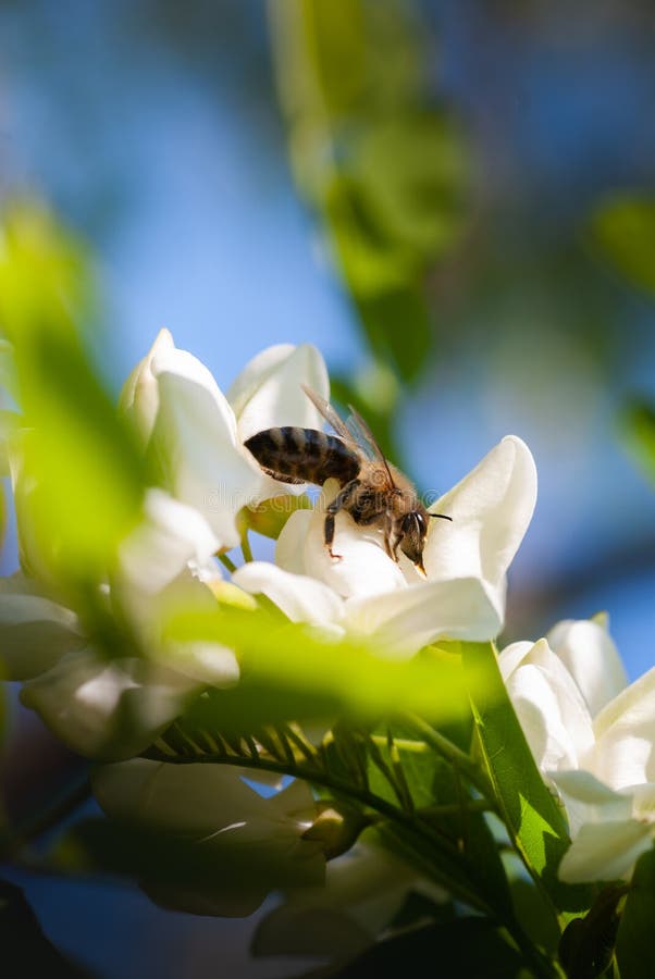 Bee Hovering Over the Flower Stock Photo - Image of green, flight ...