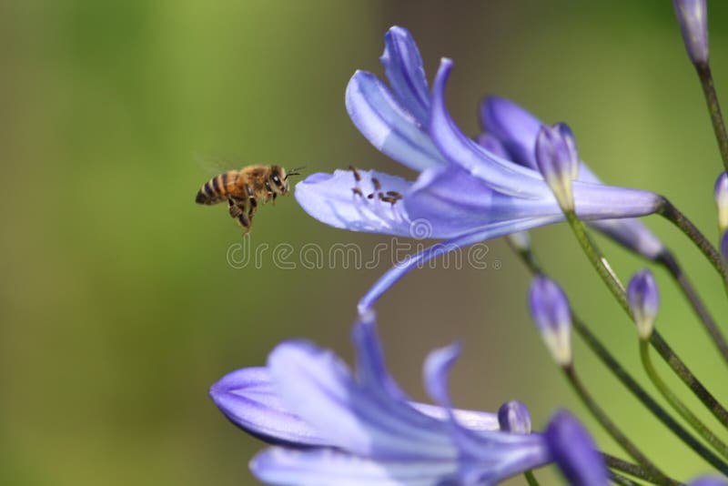 Bee hovering over flower stock photo. Image of plant - 12946938