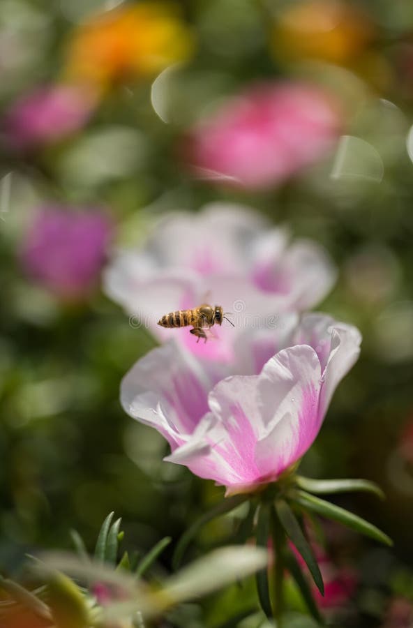 A Bee Hovering Over the Flower Stock Image - Image of flora, leaf: 55372493