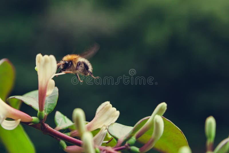 A Honeybee Hovering Over A Flower Stock Image - Image of flying, pollen ...