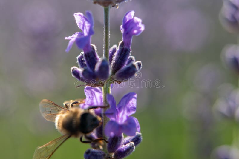 A Bee is Hovering Over a Purple Flower Stock Photo - Image of violet ...