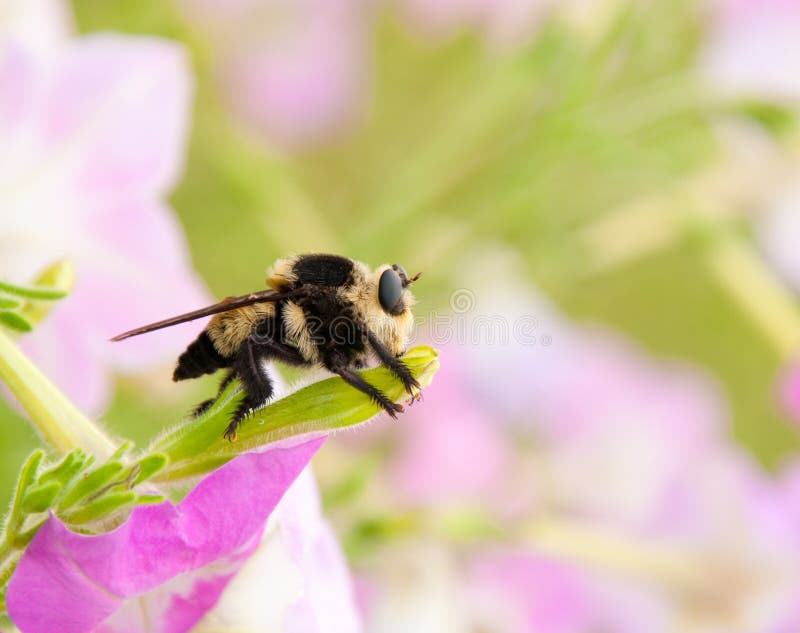 Bee Hunter on Petunia stock image. Image of robber, insect - 15596353
