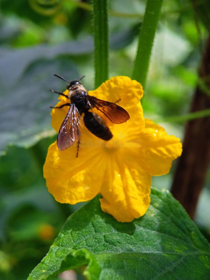 BEE HUNTING HONEY stock photo. Image of yellow, insect - 262878858