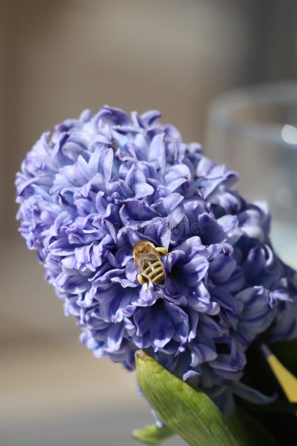 Hyacinths As Table Decorations Stock Photos - Free & Royalty-Free Stock ...