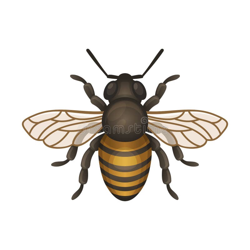 Bee Icon. Bug Logo on White Background Stock Vector - Illustration of ...