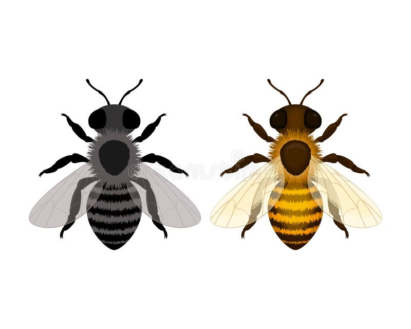 Bee. Image of a Bee, Top View. a Honey Insect. a Black and White and ...