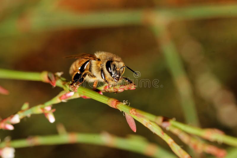 Bee Insect Eating on the Leaf Side Stock Image - Image of insect, plant ...