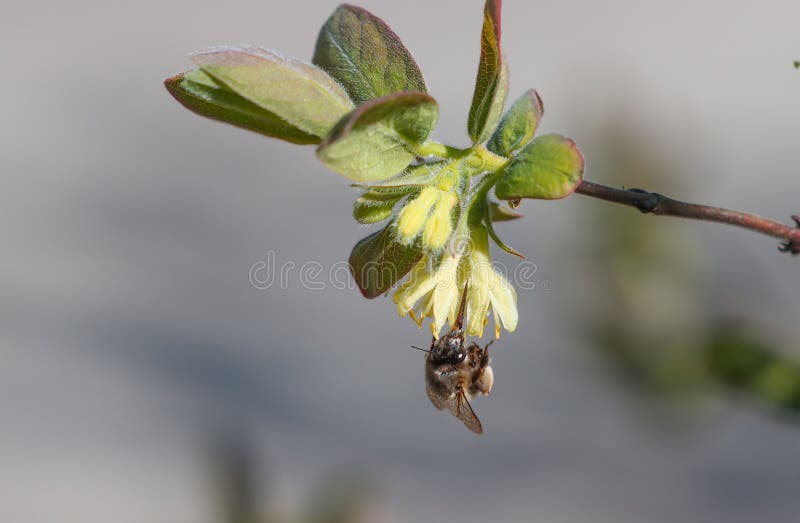A Bee Insect Feeding on the Nectar of a Honeysuckle Plant Stock Image ...