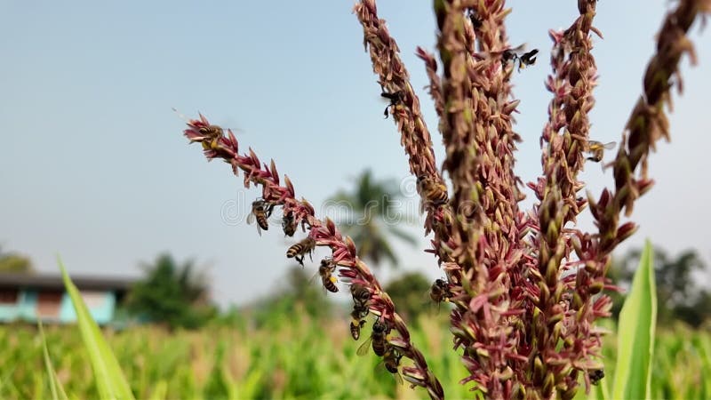 Bee Insect Flying on Corn Plant Slow Motion Full HD Stock Video - Video ...