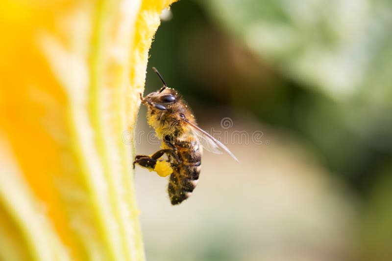 Bee Insect Gathering Nectar from Yellow Flower Stock Image - Image of ...