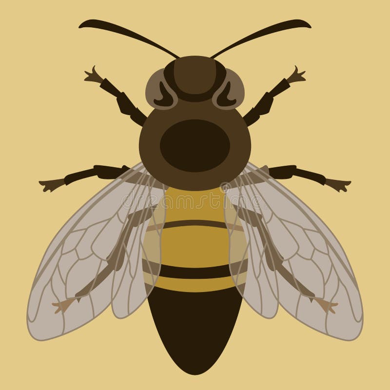 Bee Insect, Vector Illustration, Front Side Stock Vector - Illustration ...