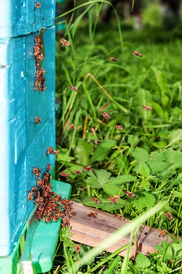 Bee, insects, hive stock photo. Image of industrial, garden - 77820222