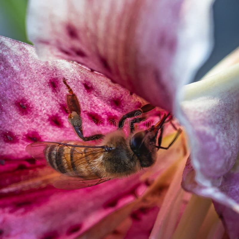 688 Bee Shades Stock Photos - Free & Royalty-Free Stock Photos from ...