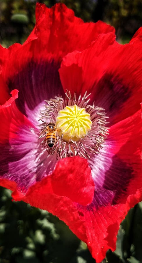 Bee Inside Red Oilseed Poppy Stock Photo - Image of crimson, bees ...