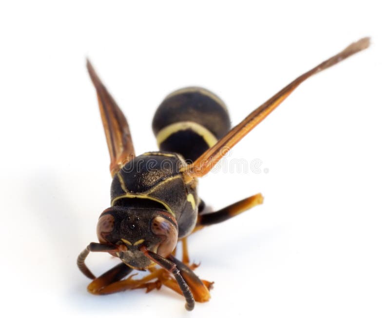 Dead wasp stock image. Image of details, close, isolated - 215717