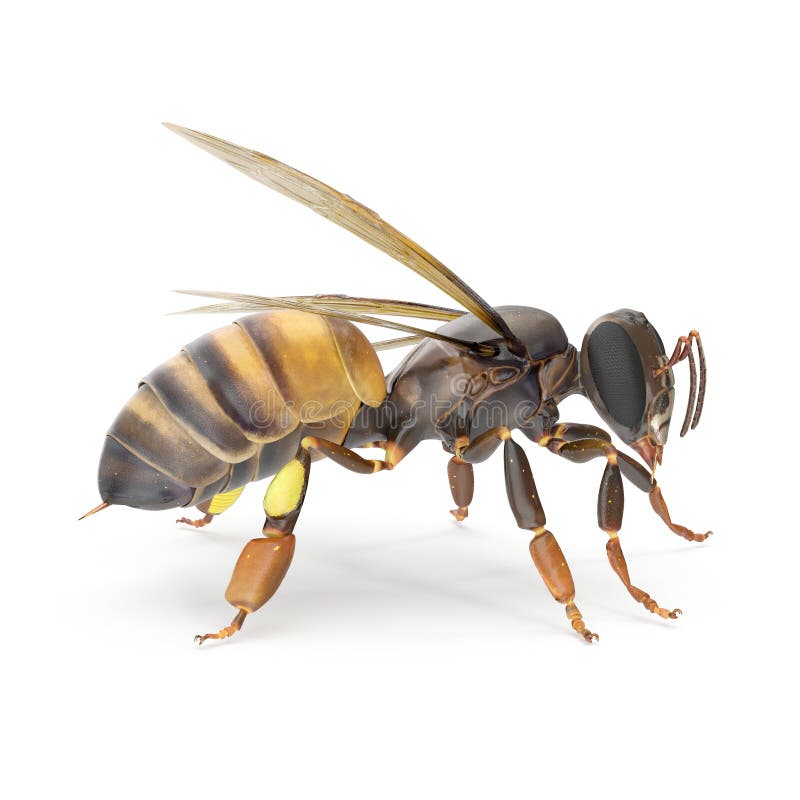 Bee Side View Stock Illustrations – 492 Bee Side View Stock ...