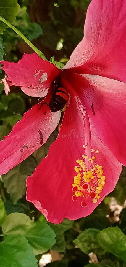 Bee juice eat stock photo. Image of plant, flower, pink - 230724704