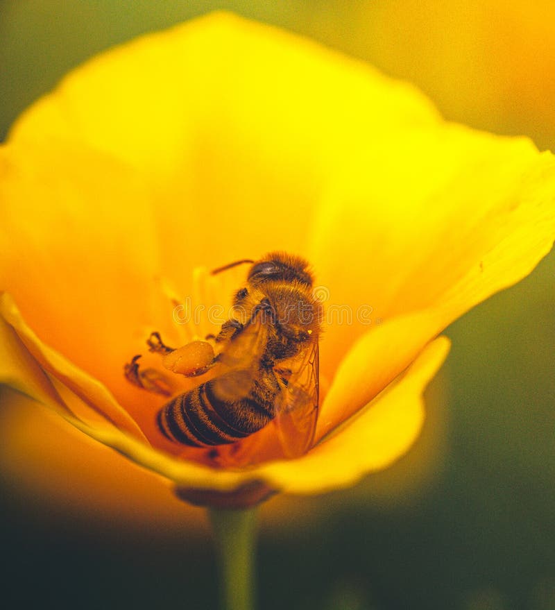 Bee among flowers stock photo. Image of wing, isolated - 357264862