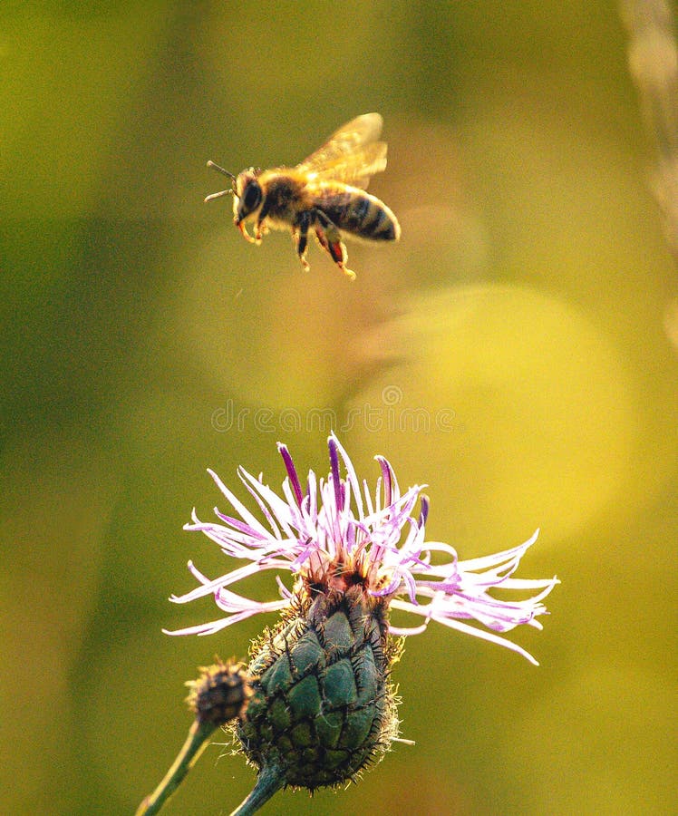Bee among flowers stock image. Image of nature, animal - 357265141