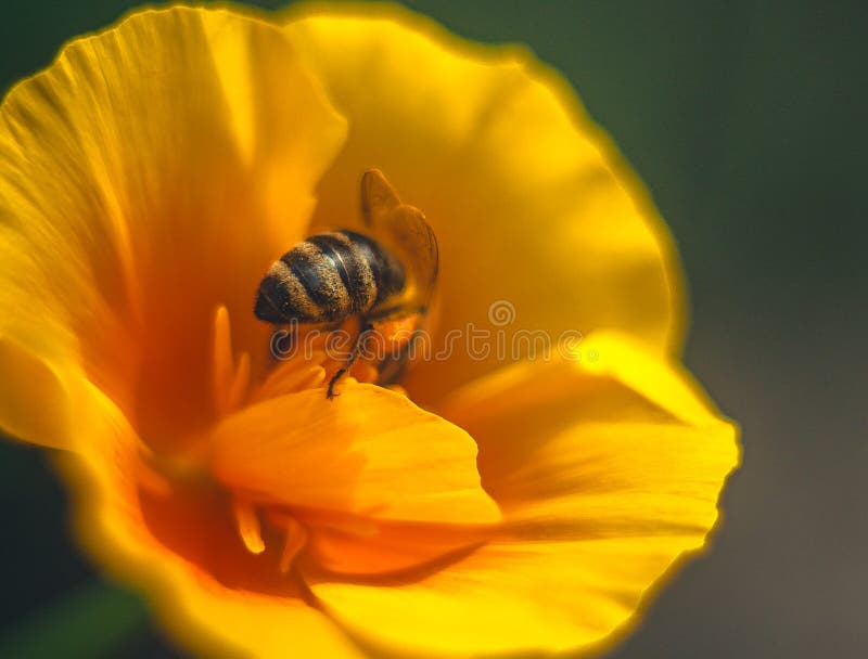 Bee among flowers stock image. Image of summer, animal - 357265289
